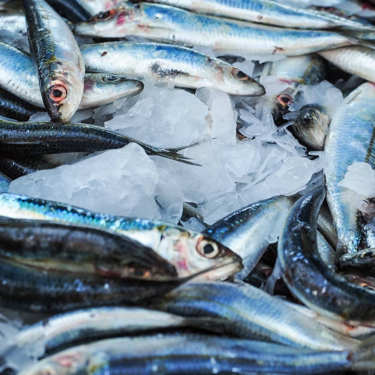 Thawing Seafood | How to Defrost Seafood Quickly - A Beginner’s Guide ...