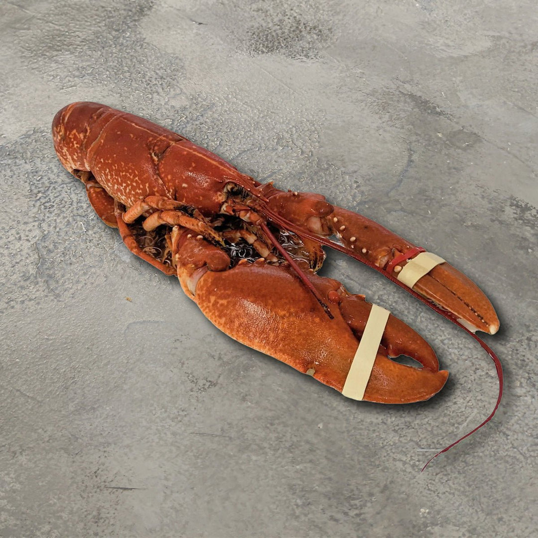 Whole Cooked Lobster | Buy Online Seafood – Seafood Direct UK