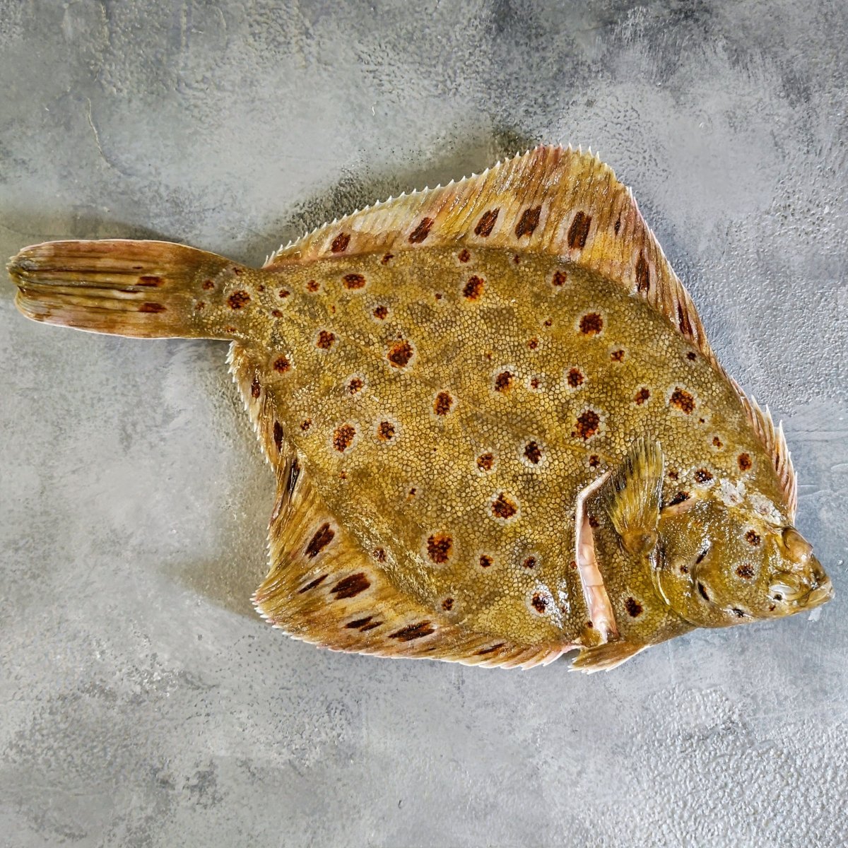 Plaice Whole – Seafood Direct UK